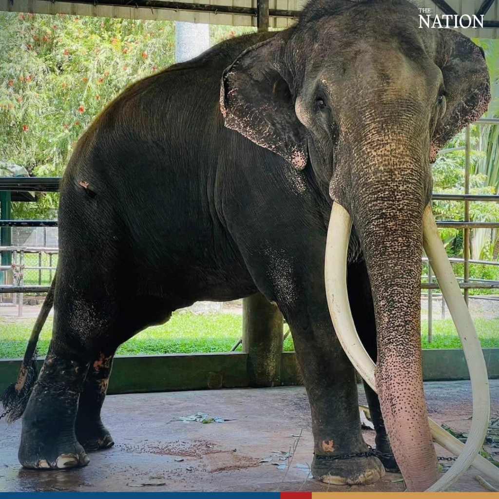 Thai elephant flying back home from Sri Lanka on Sunday