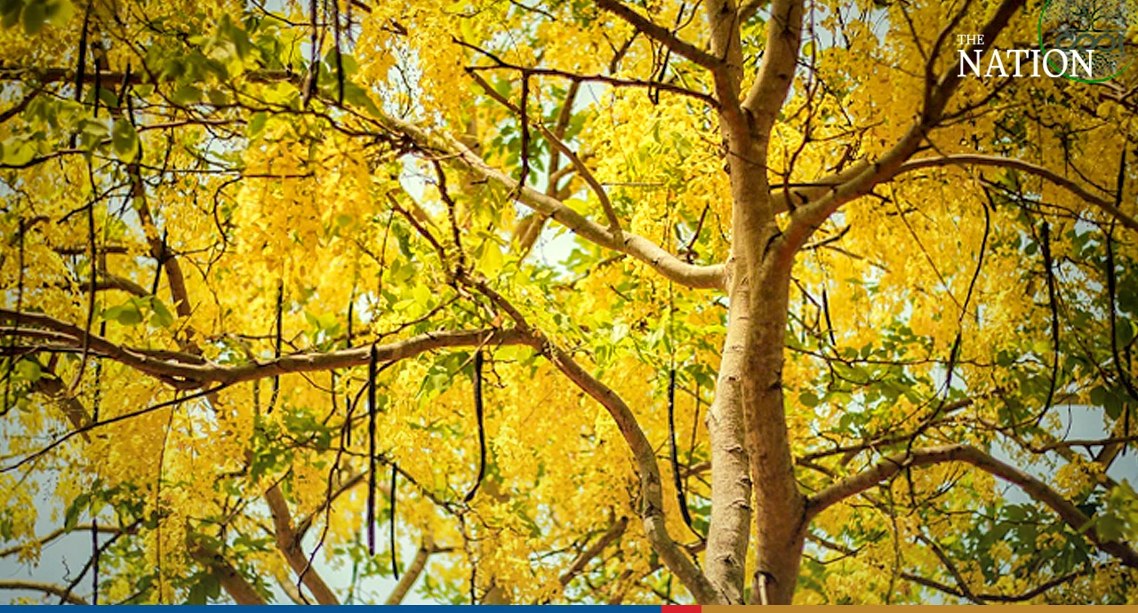 Ambitious Saudi tree-planting project 'an export opportunity for Thailand'