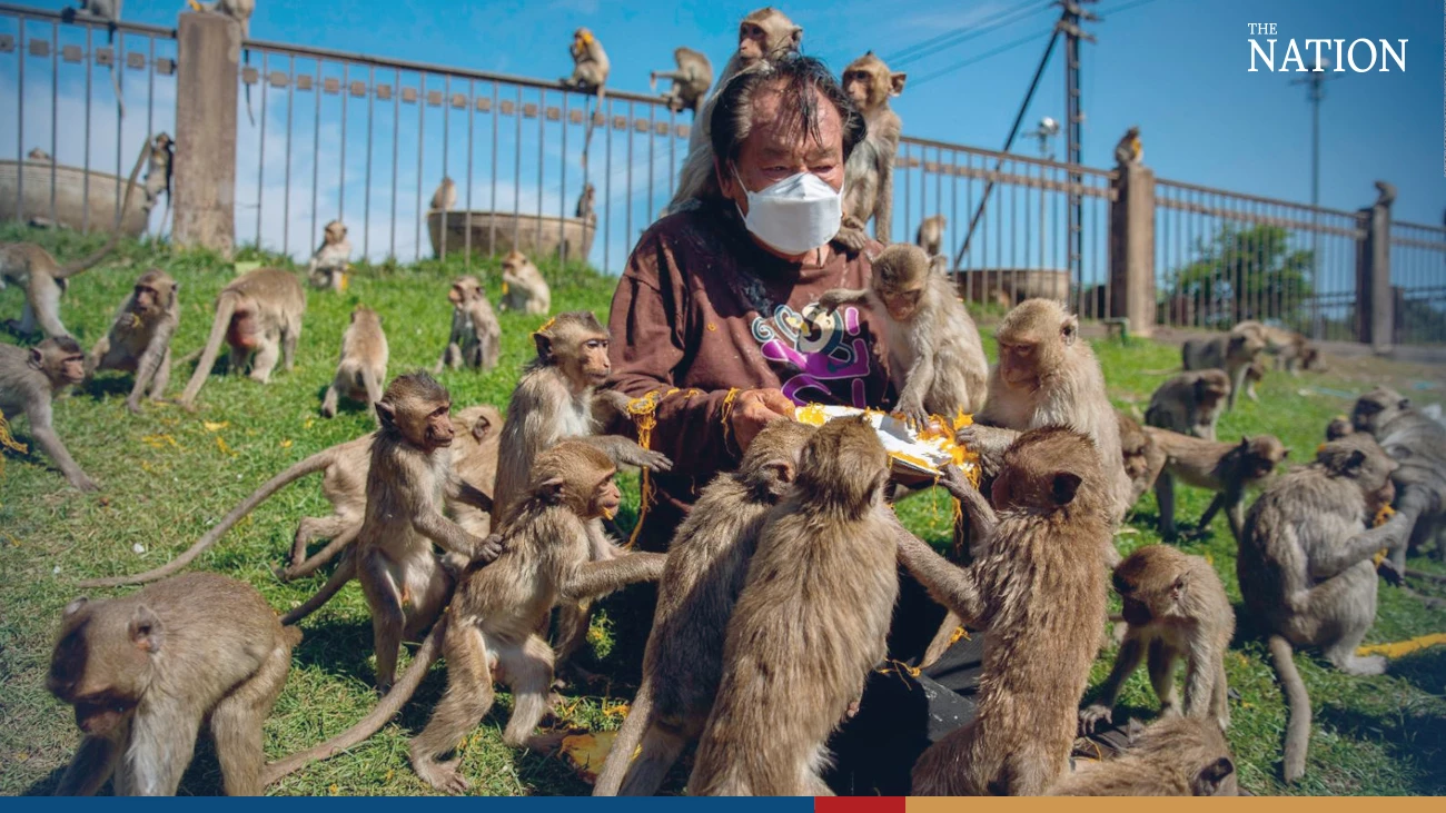 Monkey population in Lopburi's old town surpasses 2,200