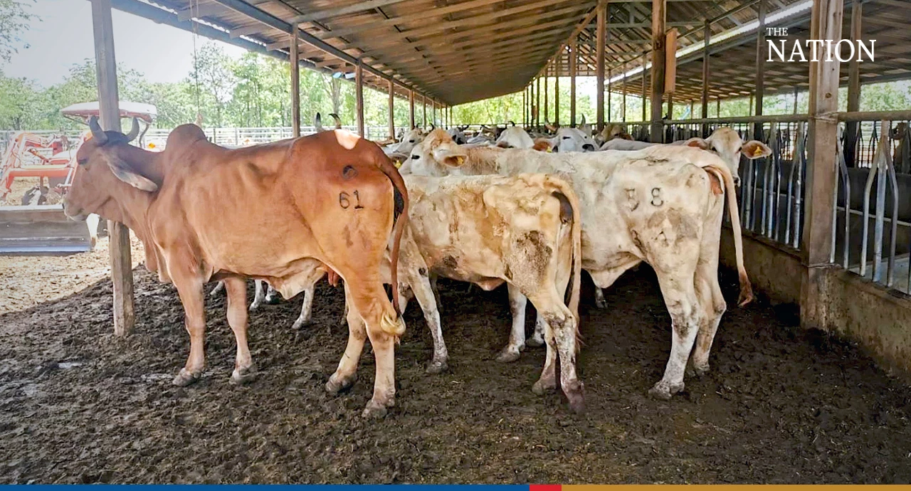 Vietnam eyes 7,000 heads of cattle from Thailand this year