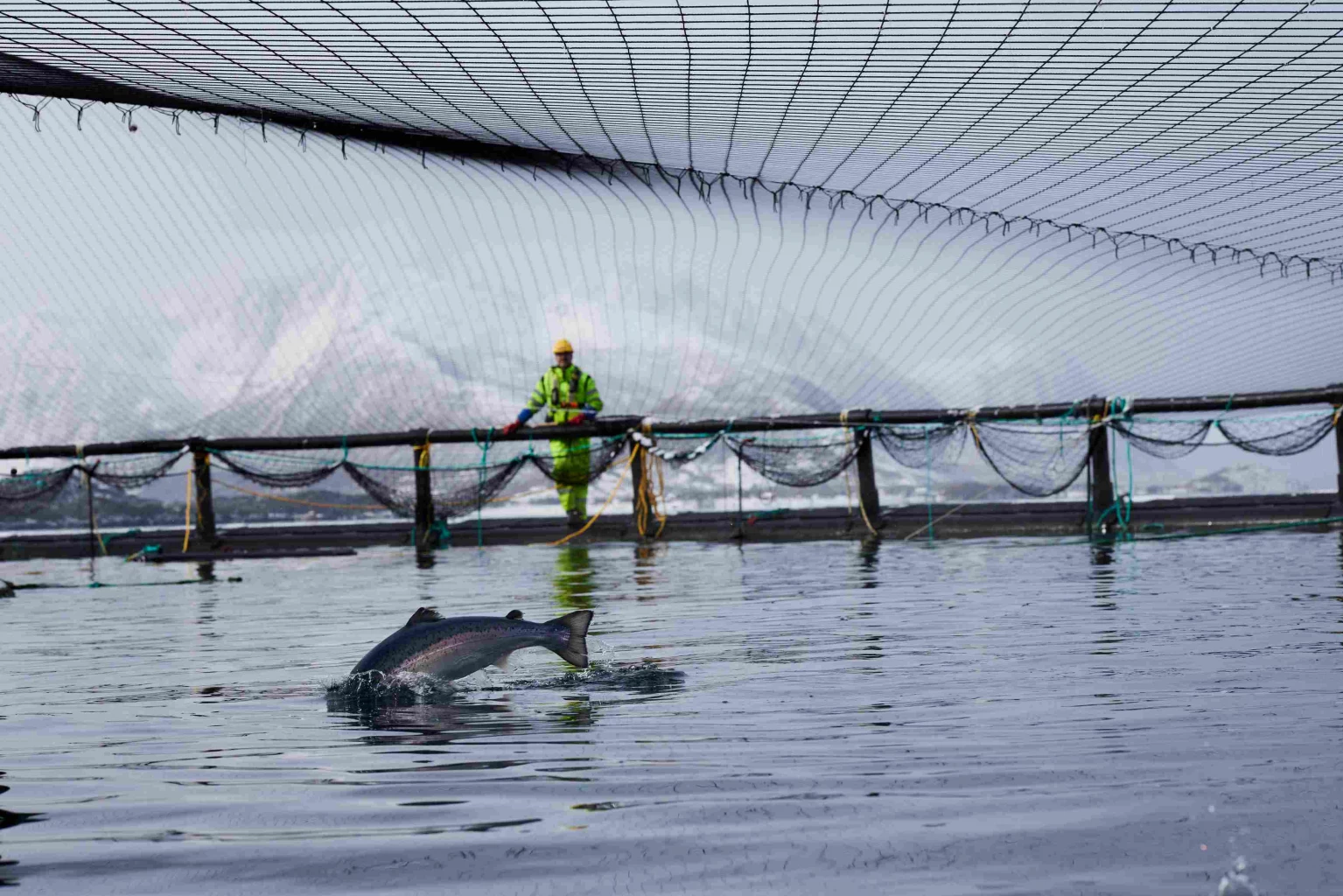 How technology and innovation shape Norway as a leader in aquaculture ...