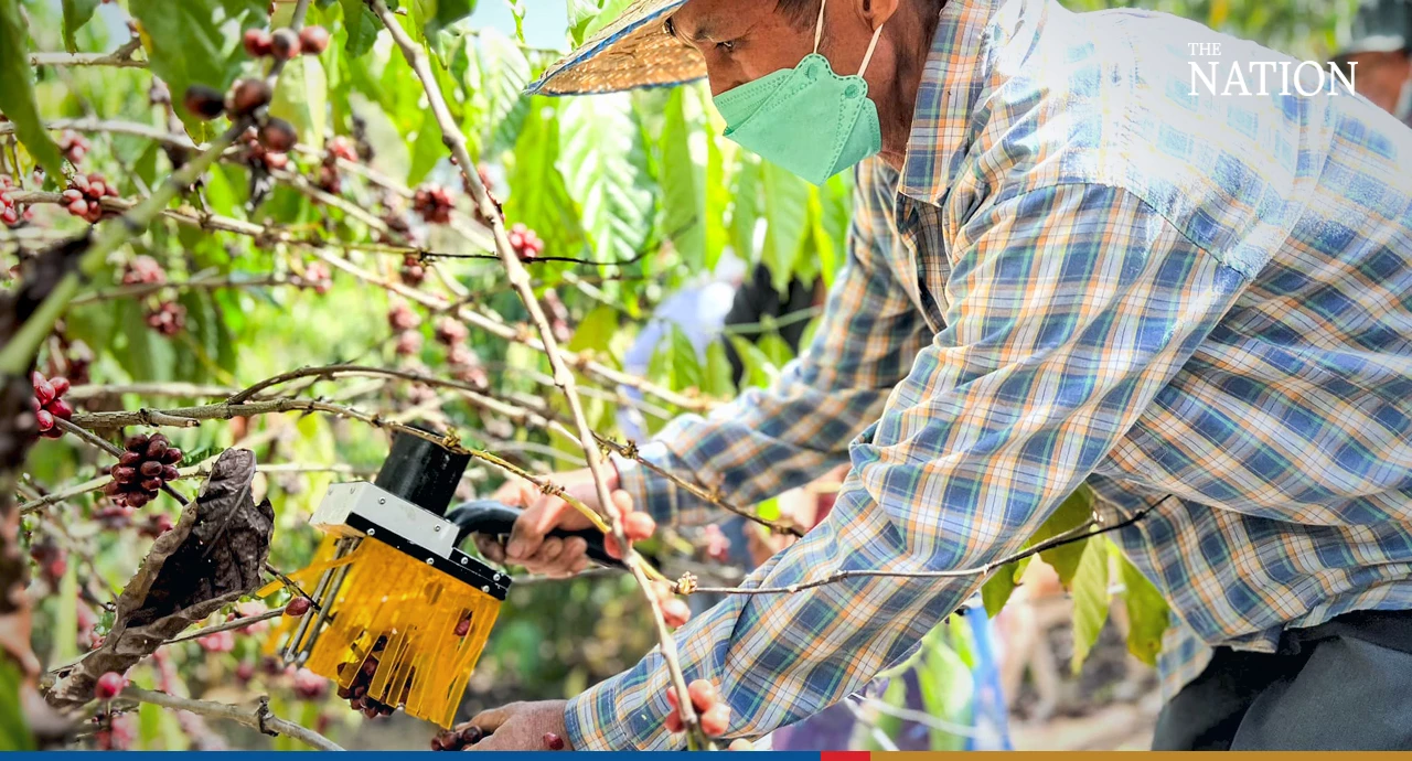 Coffee harvest revs up thanks to new machine