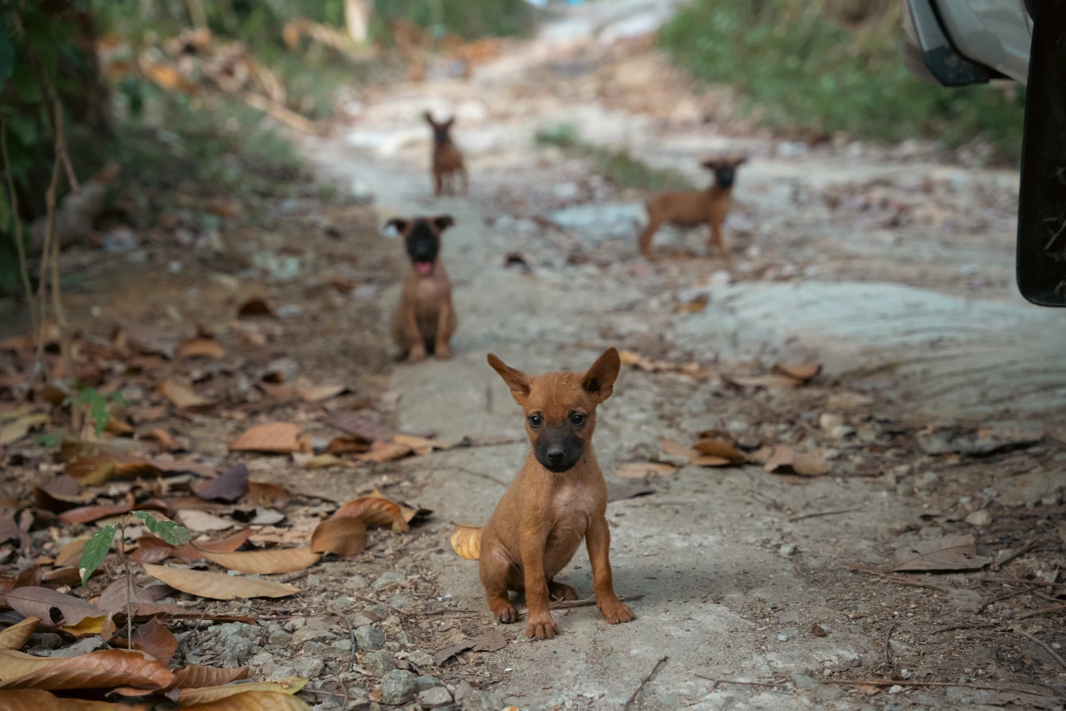 Stray puppy becomes millionth animal to be neutered and vaccinated by ...
