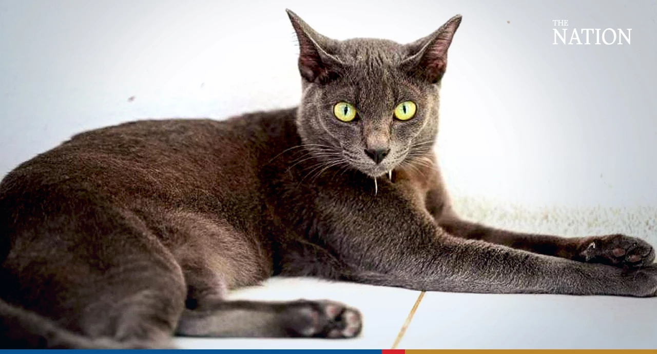Only 4 of Thailand’s 17 auspicious cat breeds have survived, seminar hears
