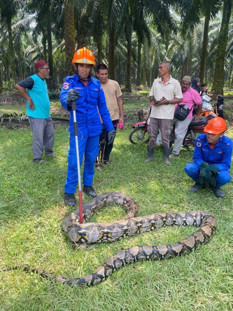 Woman nets 80kg python in Malaysia
