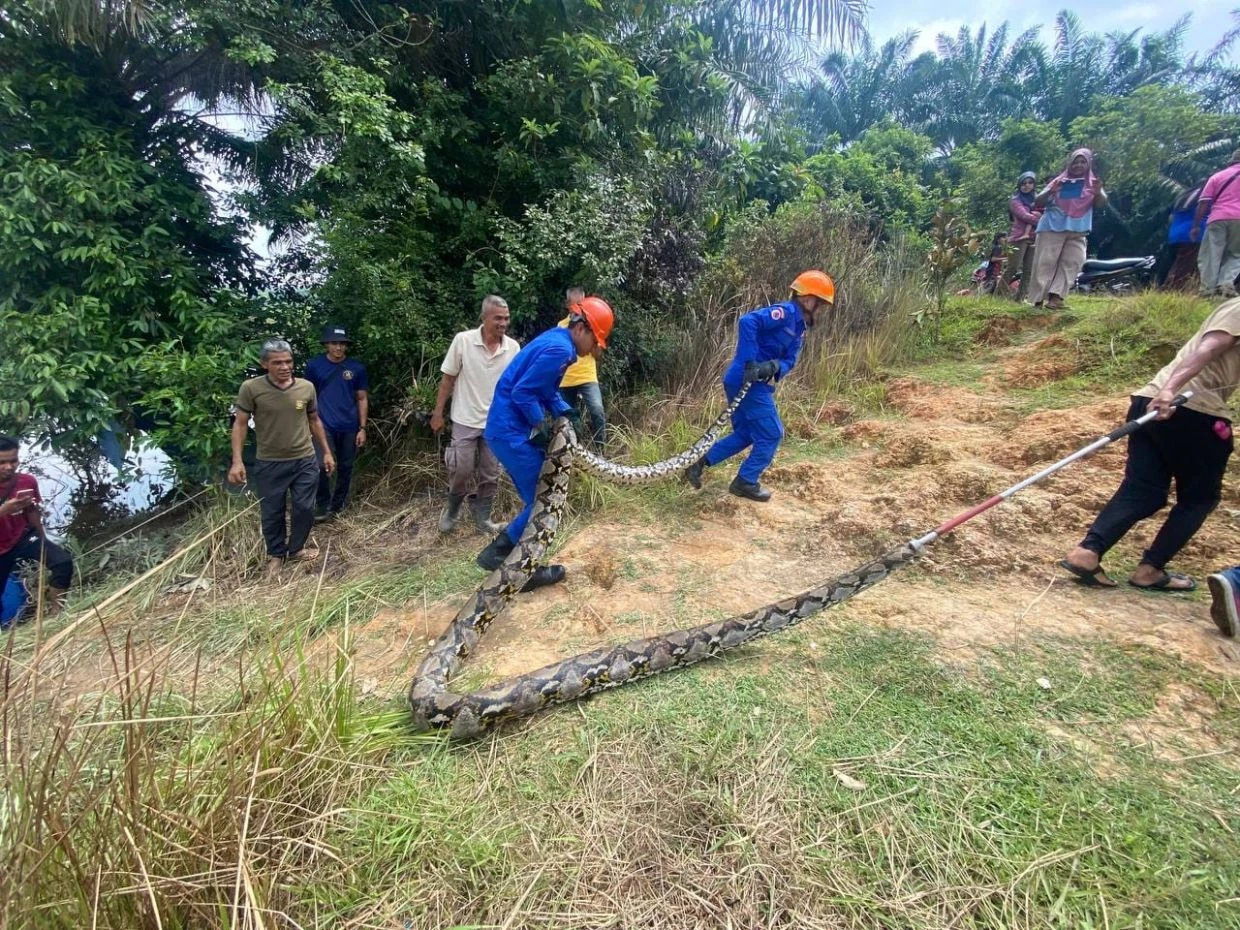 Woman nets 80kg python in Malaysia