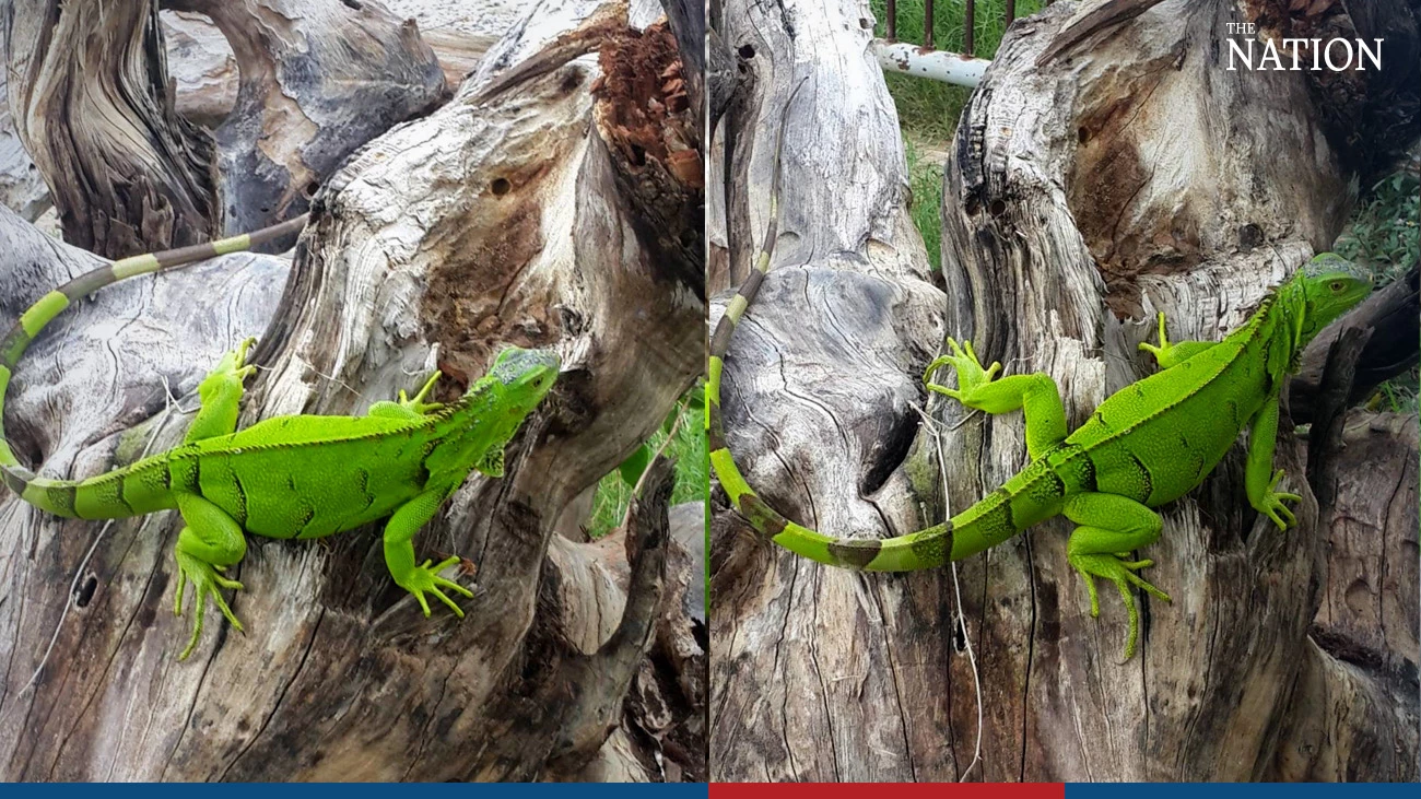 A scaly problem: Officials set out to tackle the iguana invasion