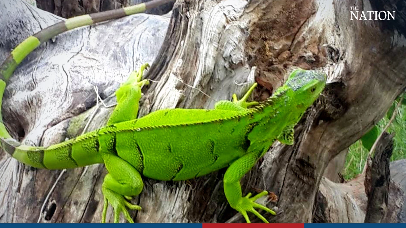 A scaly problem: Officials set out to tackle the iguana invasion