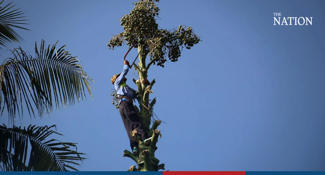 Swansong harvest: Phitsanulok villagers gather rare talipot palm fruits