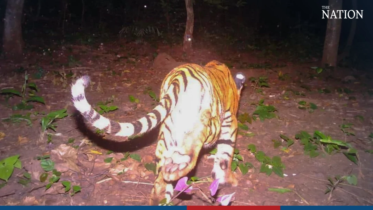 Two wild tiger cubs shot by Kanchanaburi trail cameras
