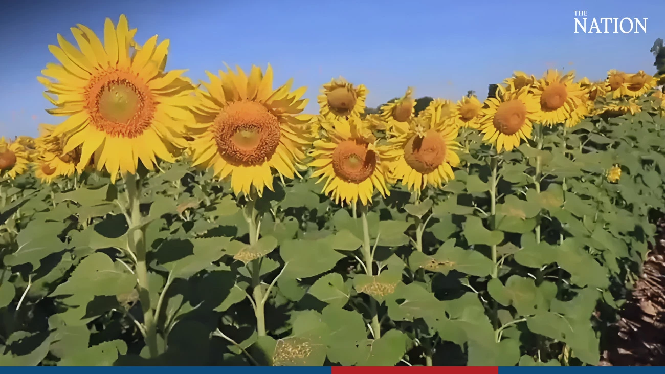 Crowds of tourists go sunflower bathing as Lopburi bursts into bloom