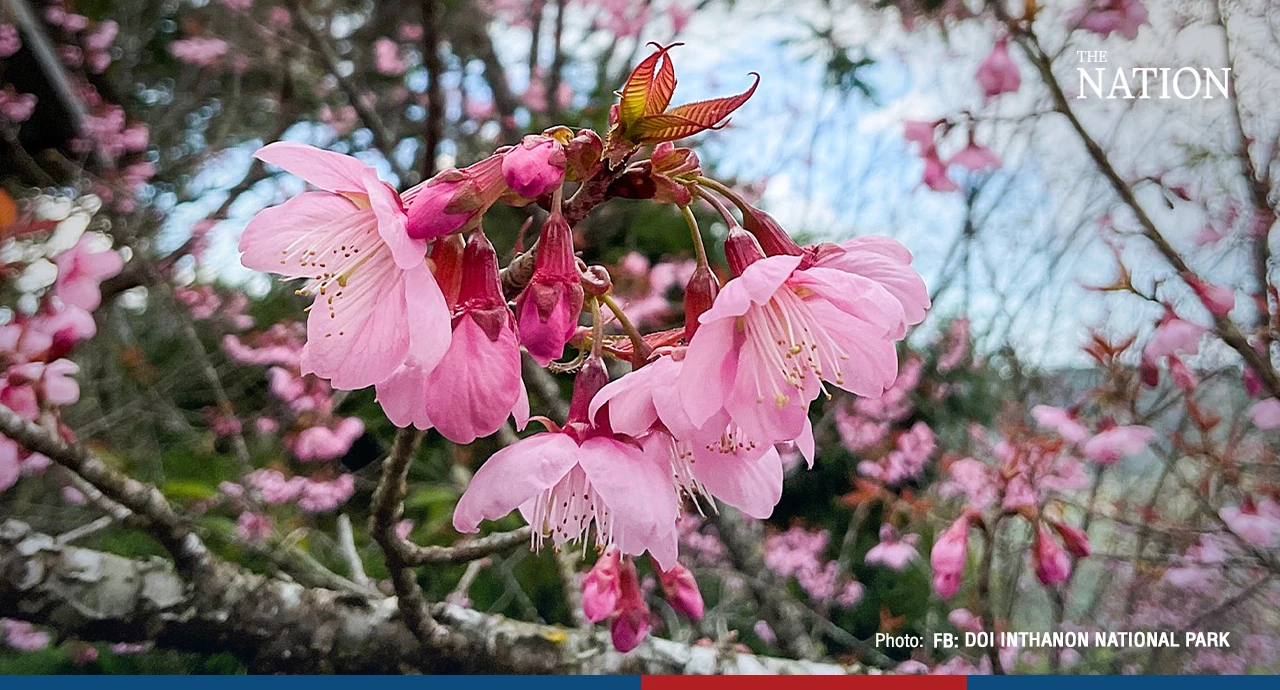 Chiang Mai blooms with ‘Thai Sakura’