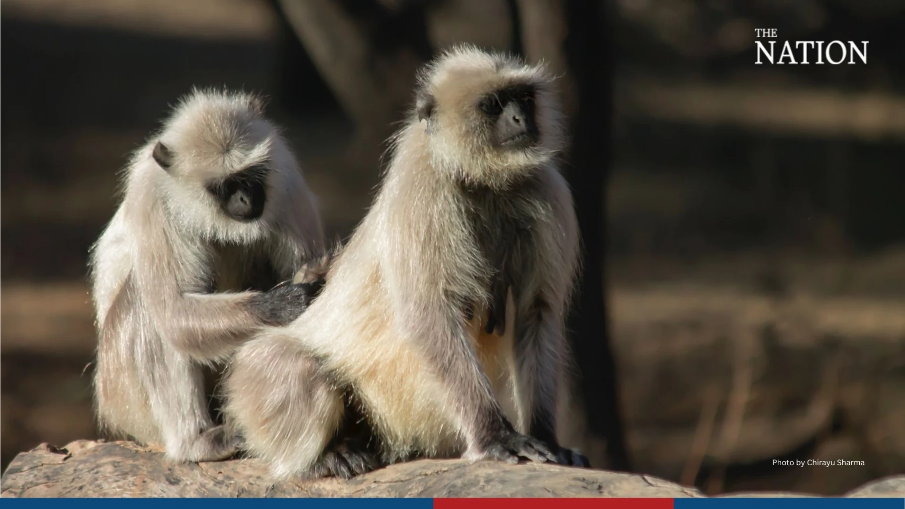 Monkeys: Nature's playful wonders and the battle for their survival