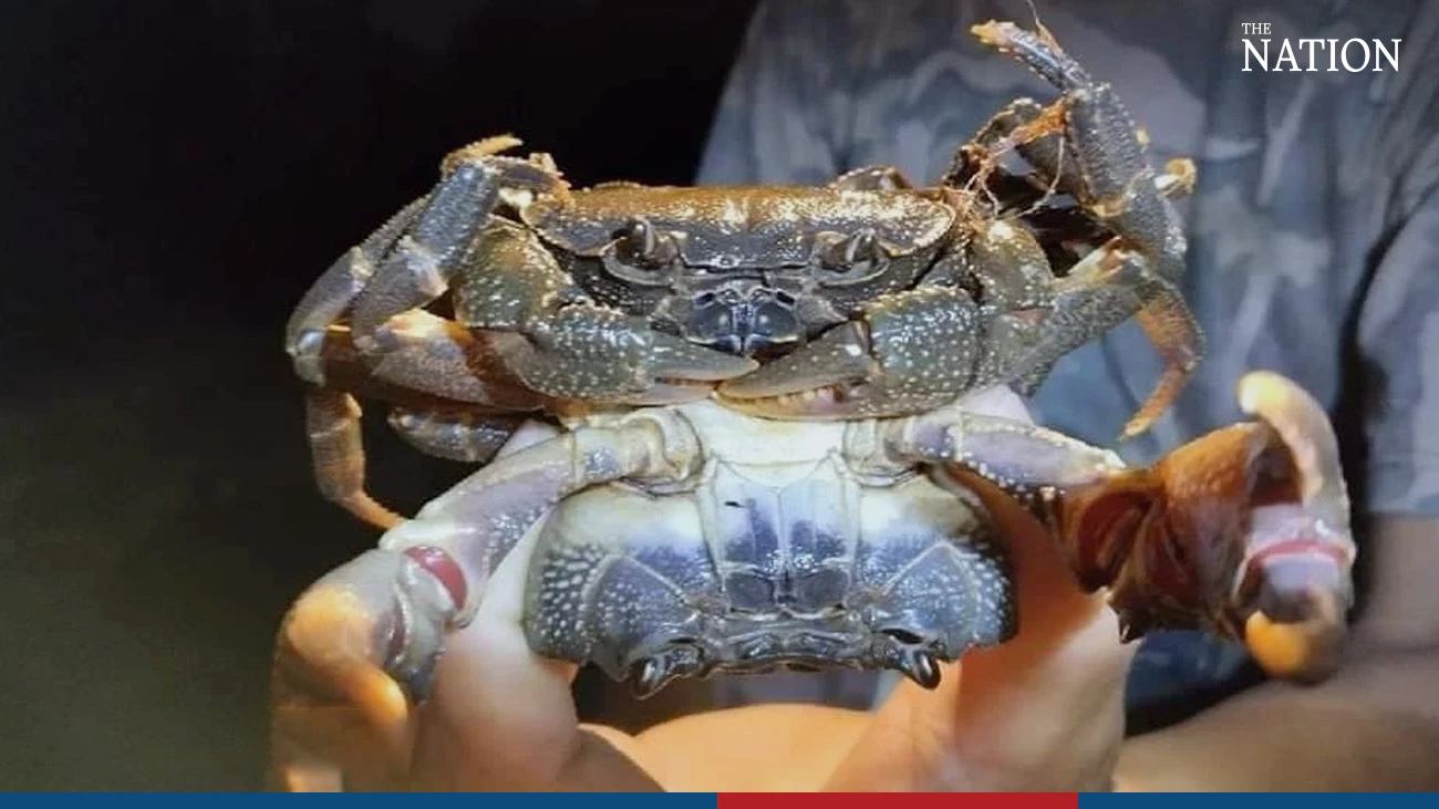 Rare turtle, crab found flourishing in Phetchabun wildlife sanctuary