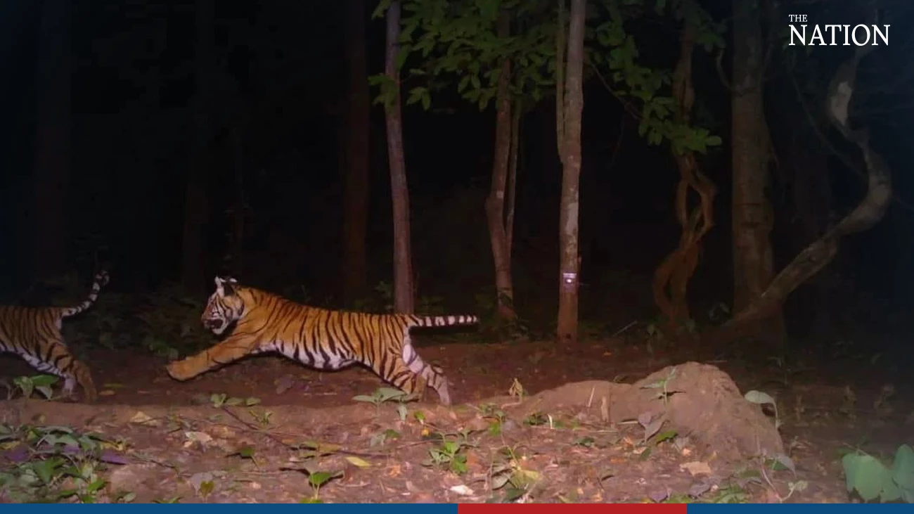 Two wild tiger cubs shot by Kanchanaburi trail cameras
