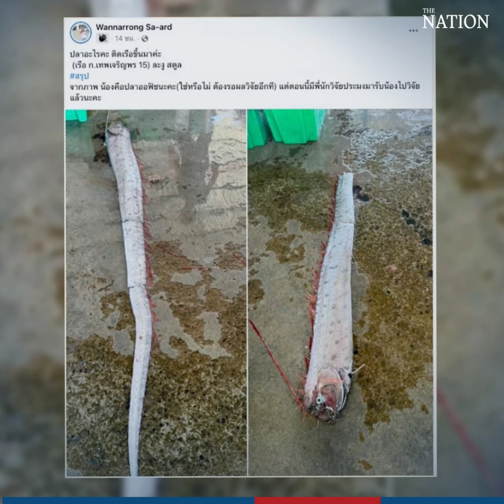 Deep sea 'oarfish' discovered in Satun province