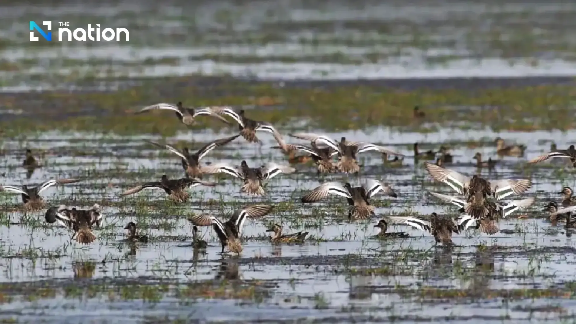 Garganey ducks enjoy Buri Ram’s wetlands before flying to winter in Europe