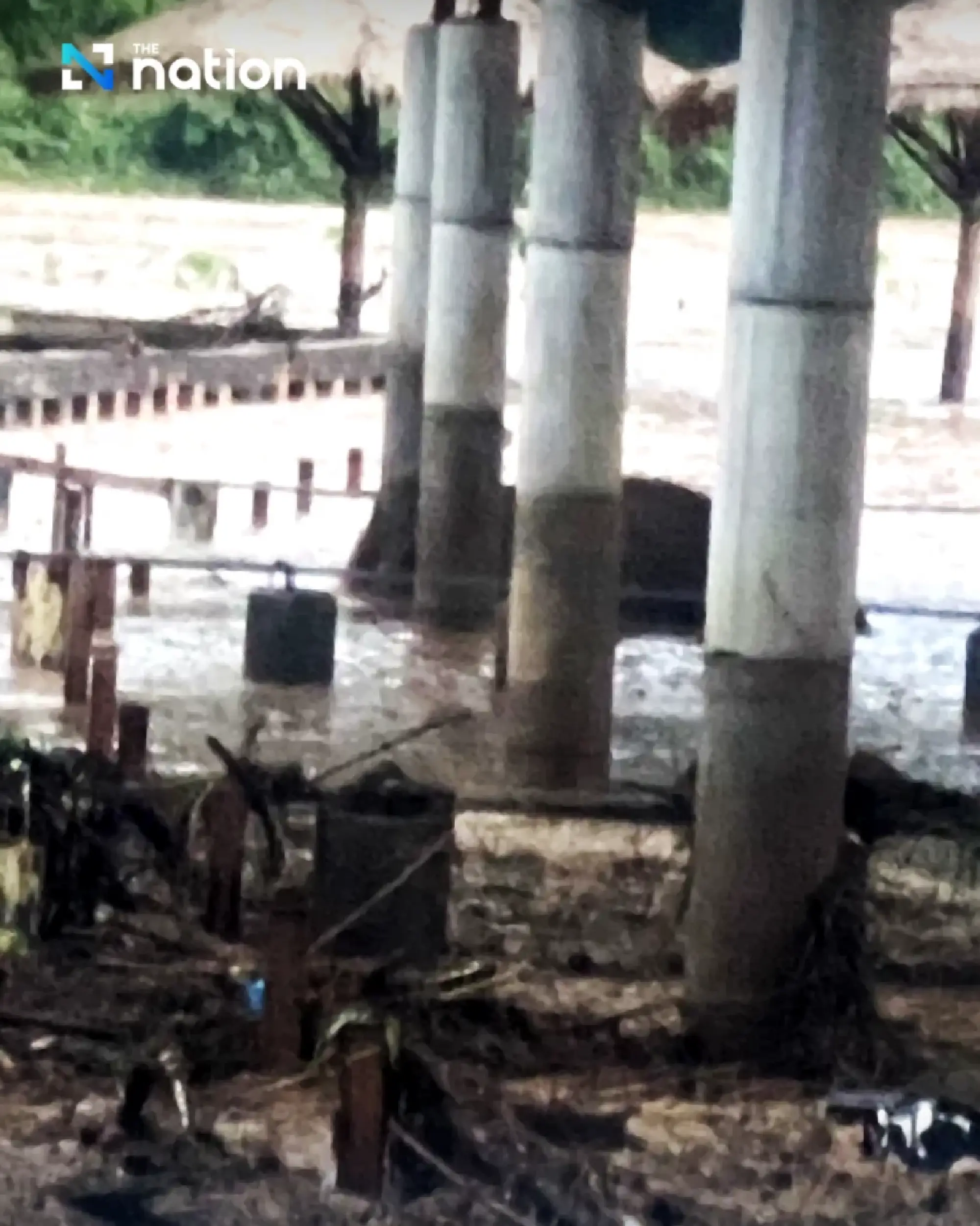 Rush to rescue 7 elephants stranded in flooded pens in Chiang Mai Rush to rescue 7 elephants stranded in flooded pens in Chiang Mai