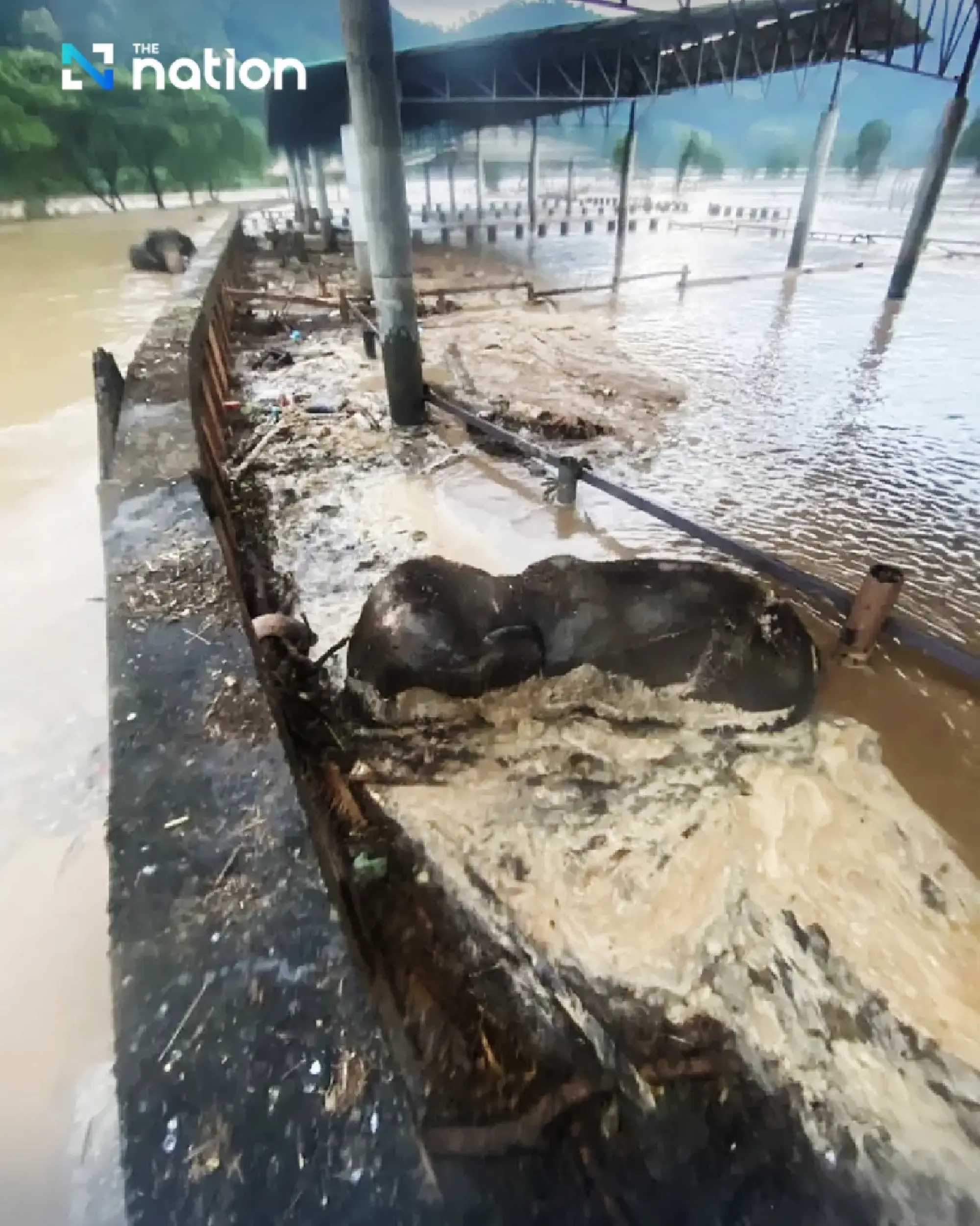 Rush to rescue 7 elephants stranded in flooded pens in Chiang Mai Rush to rescue 7 elephants stranded in flooded pens in Chiang Mai