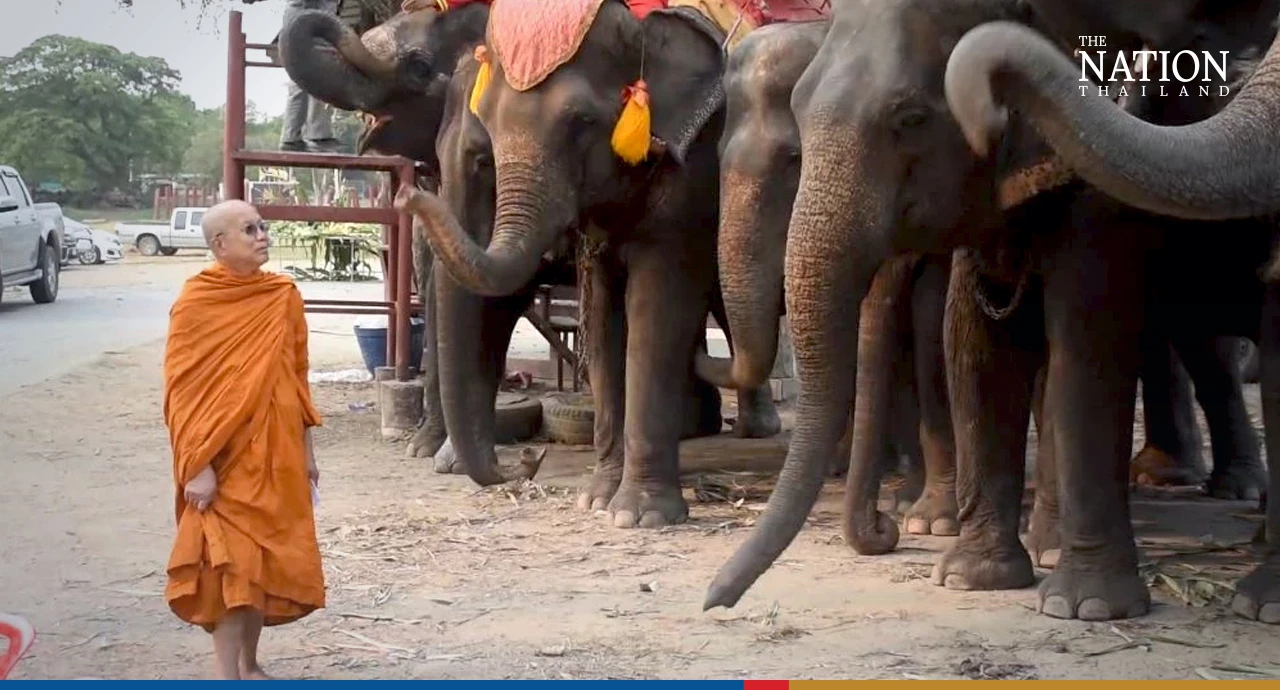 Jumbo banquet served up in Ayutthaya camp to mark National Elephant Day