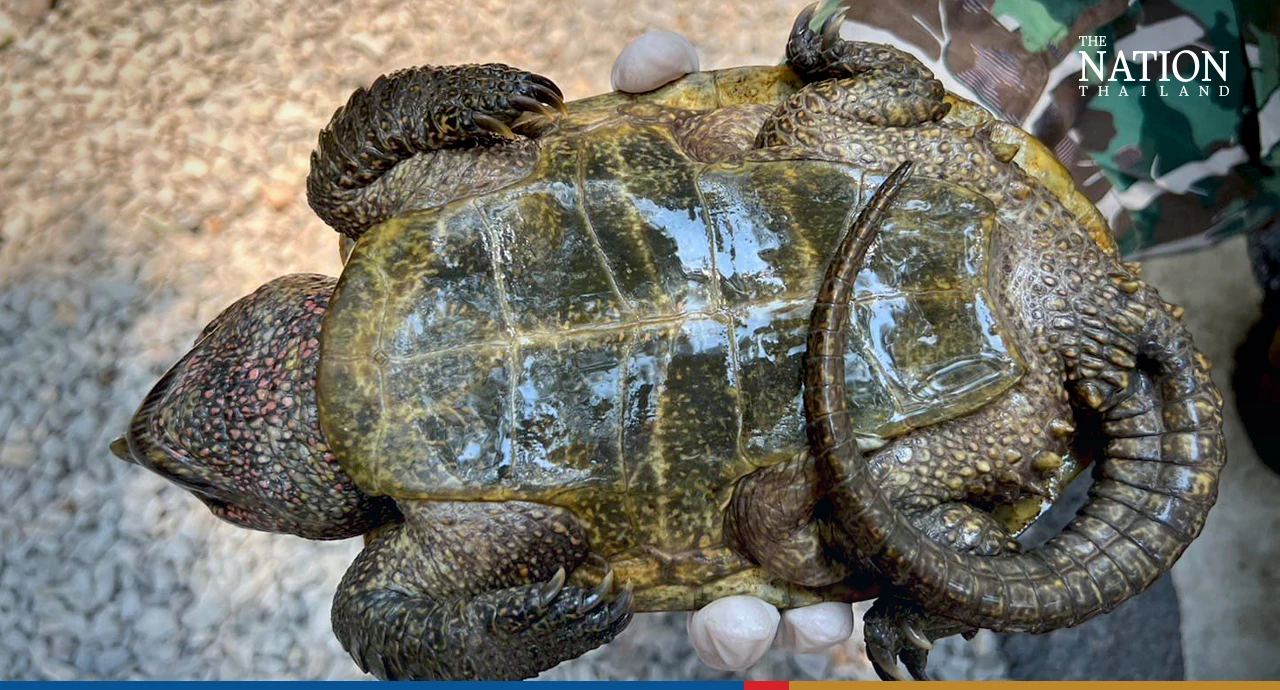 Endangered big-headed turtles found in a pond released to nature