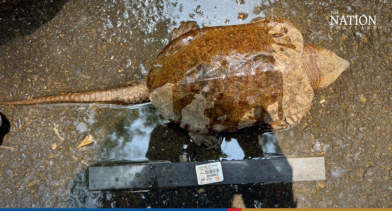 Endangered big-headed turtles found in a pond released to nature