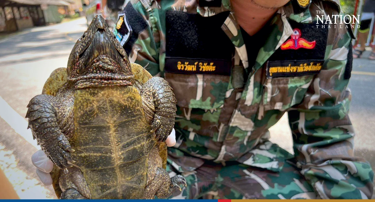 Endangered big-headed turtles found in a pond released to nature