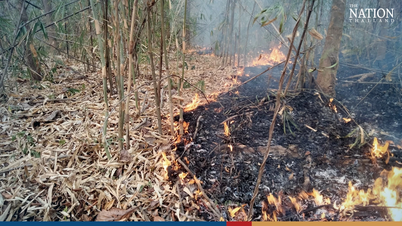 Shivering fox cubs rescued from forest fire in Lampang