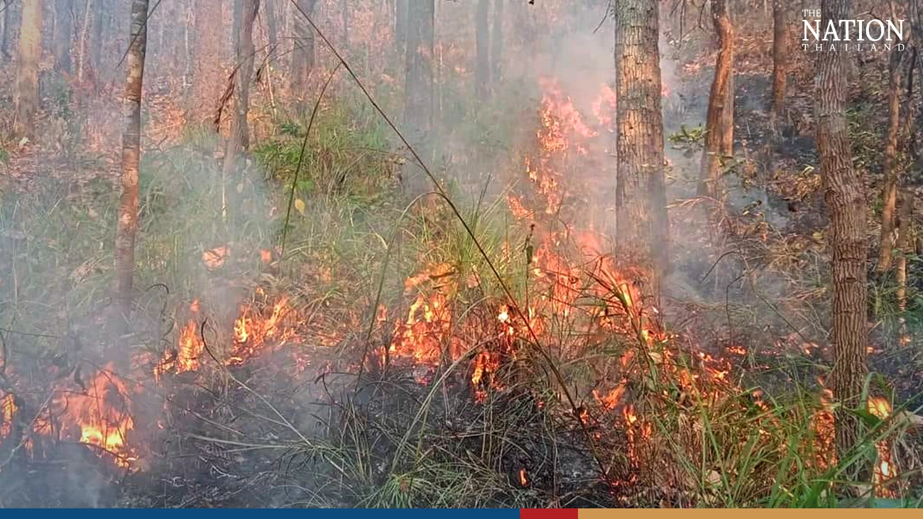 Shivering fox cubs rescued from forest fire in Lampang