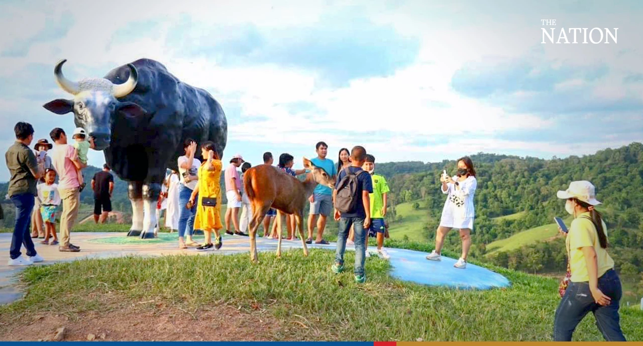 Wild bulls turn from bane to boon for Korat village