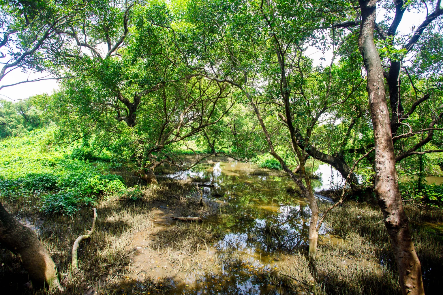 Chevron, SPRC and partners restore a mangrove forest in Rayong ...