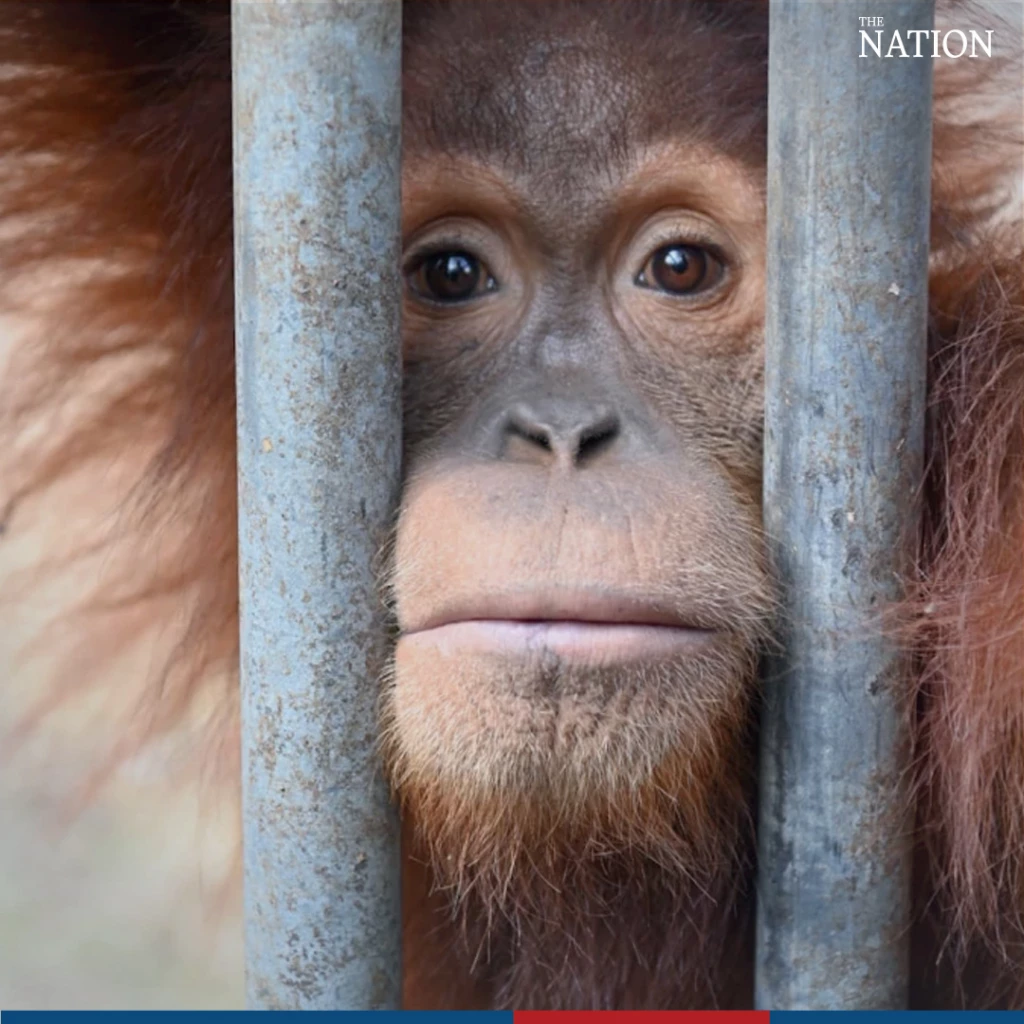 Thailand returns three smuggled orangutans to Indonesia