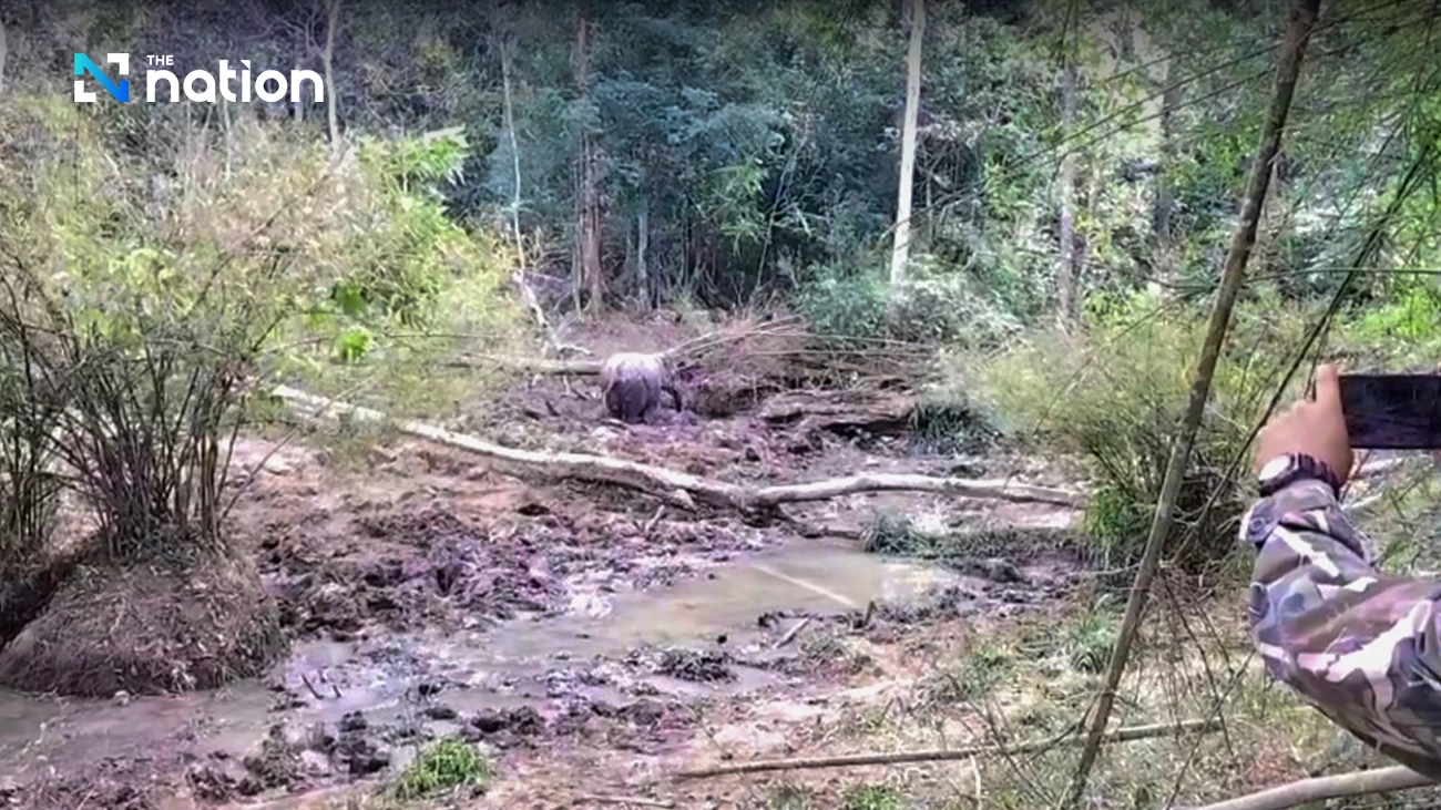 Phetchabun park rangers rescue wild baby elephant, return it to its herd
