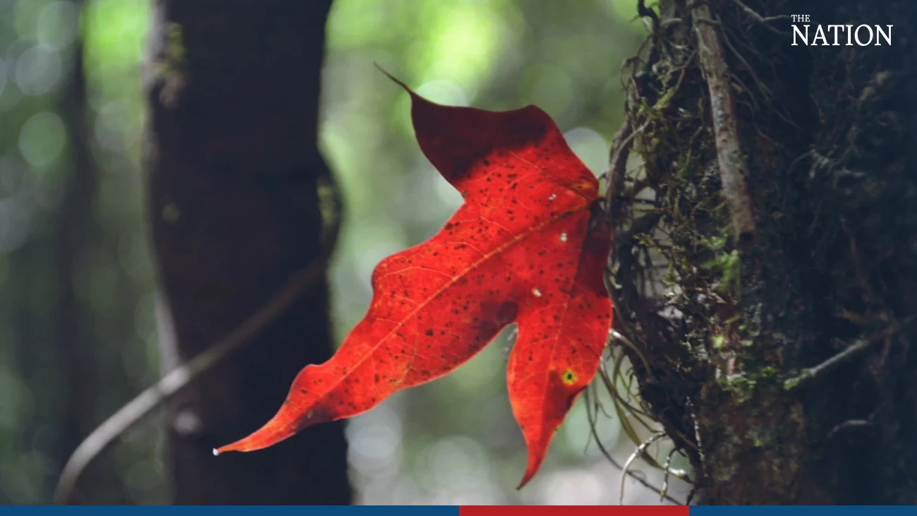 Phitsanulok’s maple blaze engulfs winter shutterbugs in Thailand