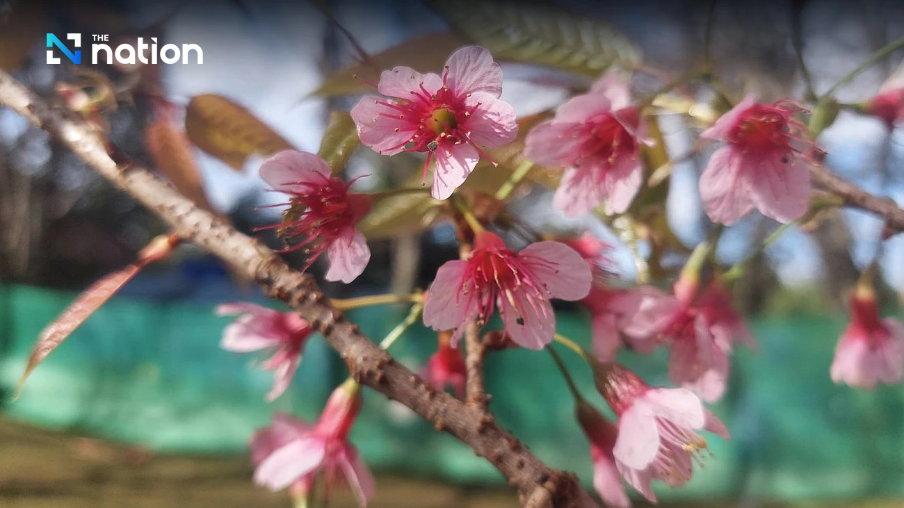 Myanmar invites tourists to Shan State for enchanting cherry blossom ...