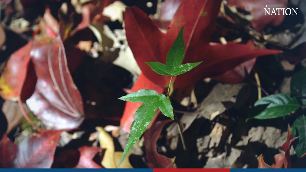 Phitsanulok’s maple blaze engulfs winter shutterbugs in Thailand