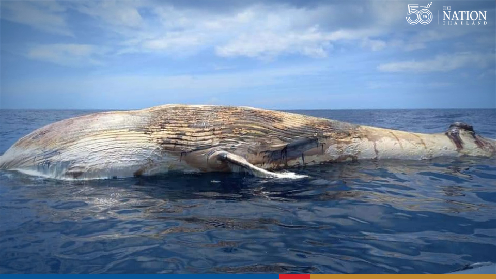 Scientists probe carcass of giant white whale found floating in Gulf of ...