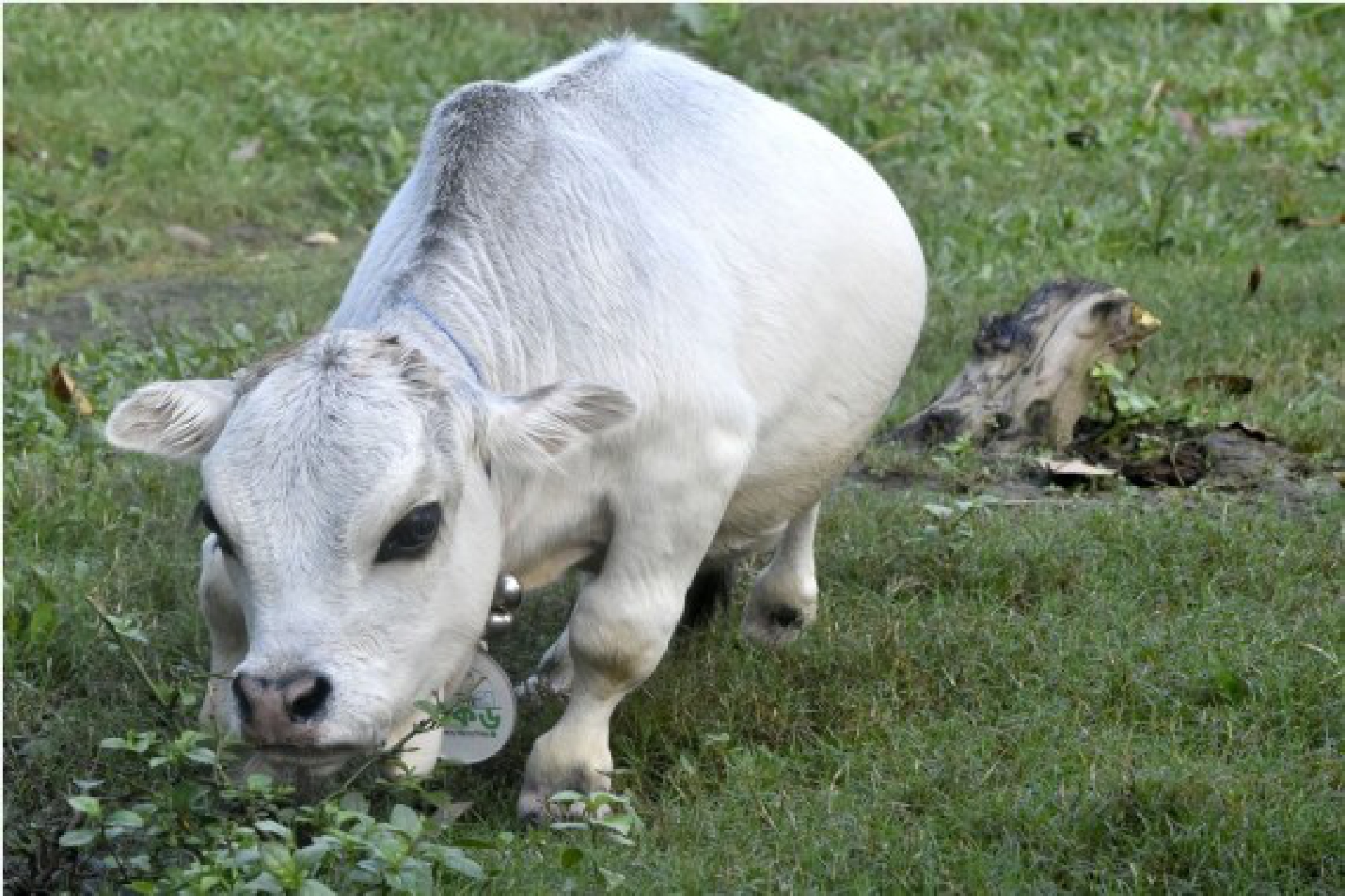 "Worlds smallest" dwarf cow draws crowds in Bangladesh