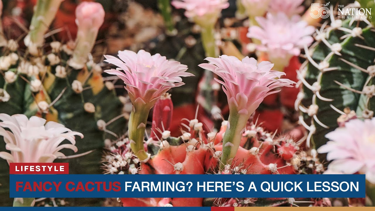Fancy cactus farming? Heres a quick lesson