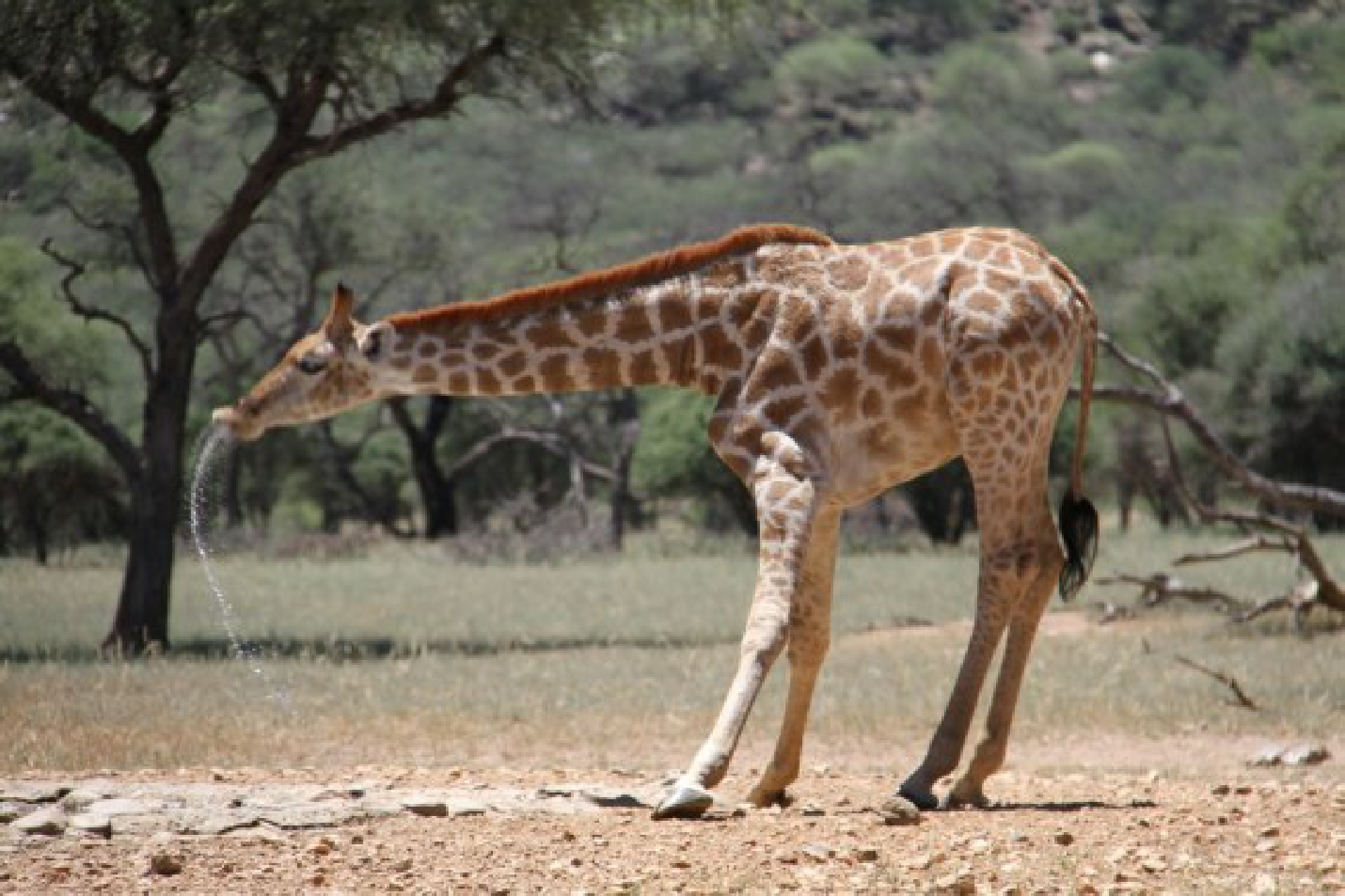 Namibia starts tracking giraffe movements with tail-mounted devices