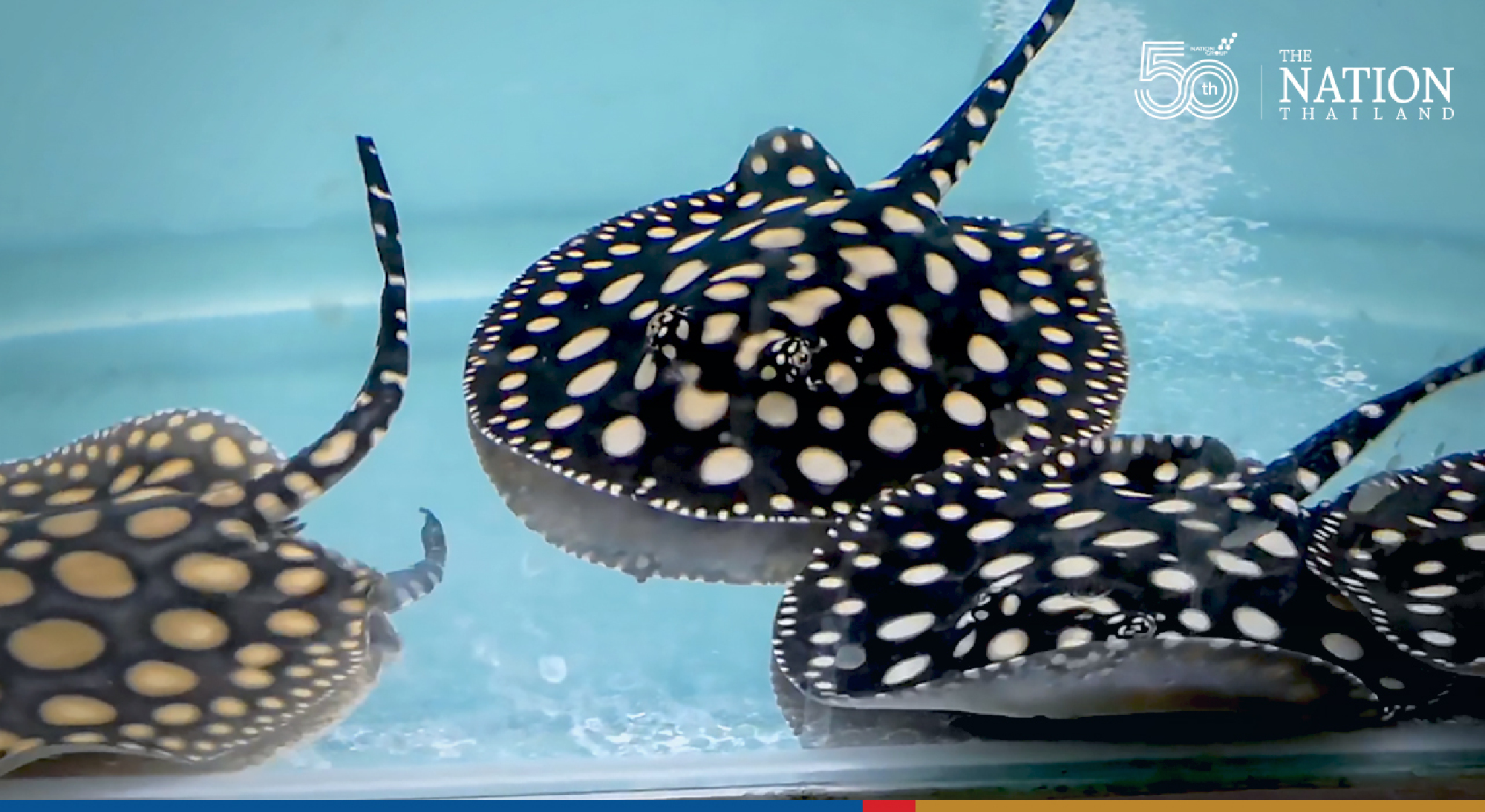 Beautiful stingray bring a bounty to Trang local