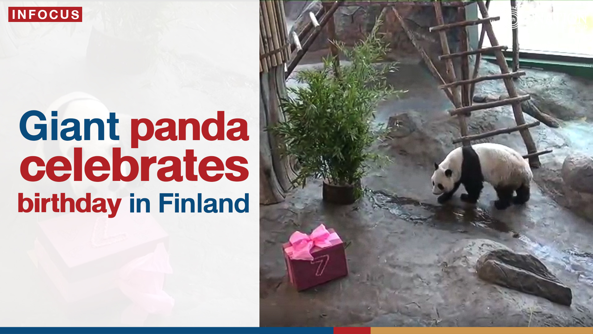 Giant panda celebrates birthday in Finland