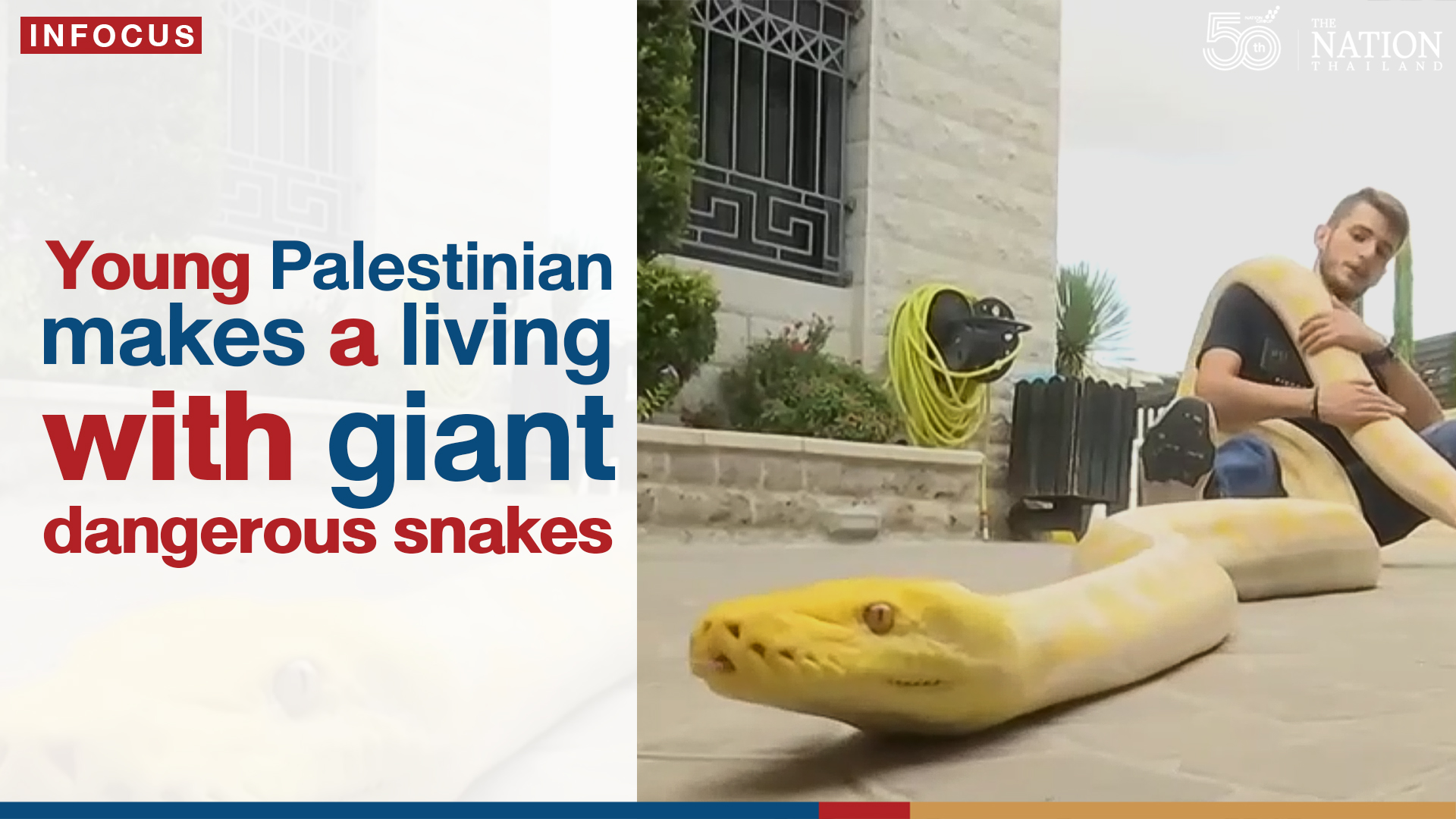 Young Palestinian makes a living with giant, dangerous snakes