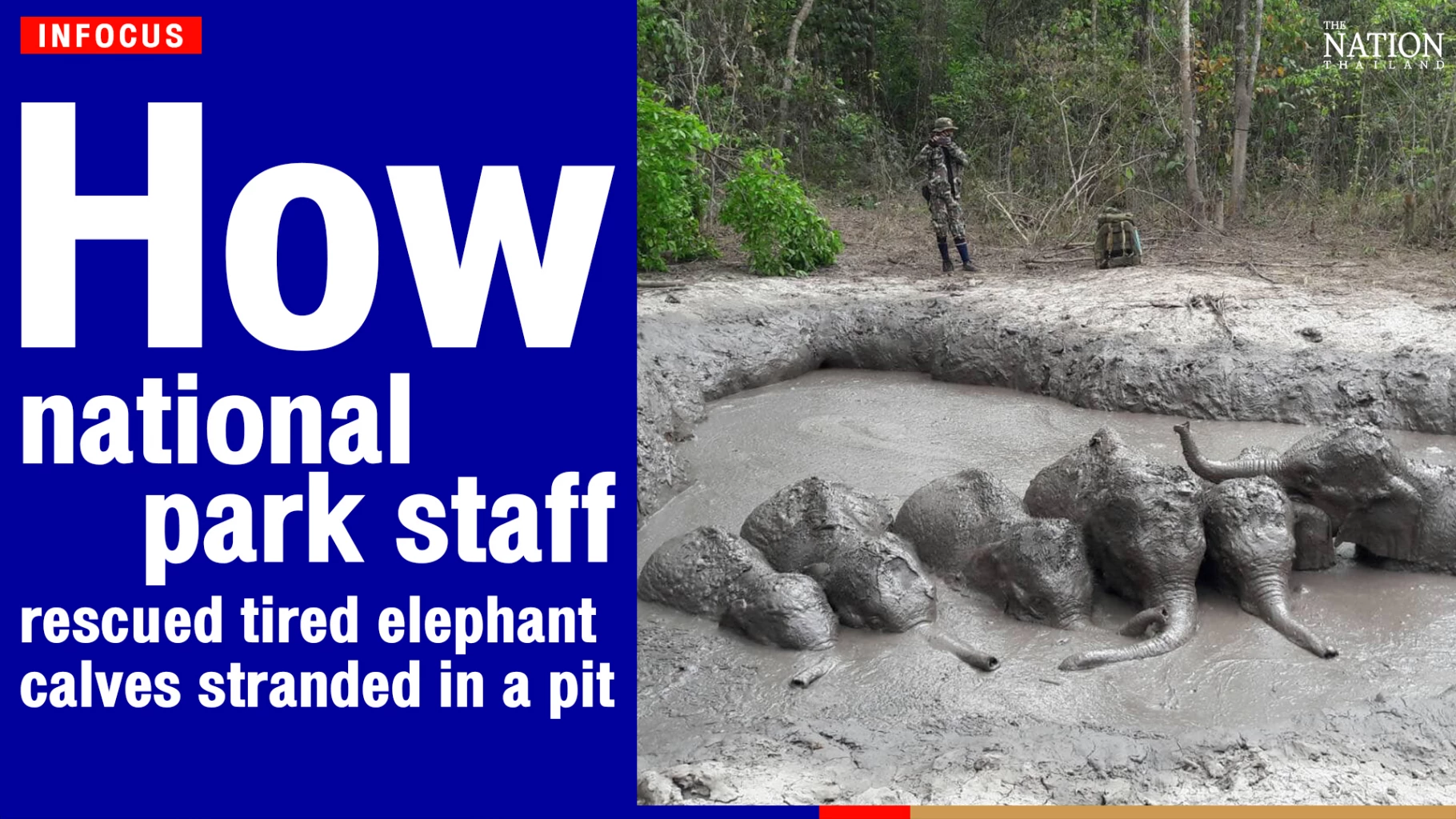 How national park staff rescued tired elephant calves stranded in a pit