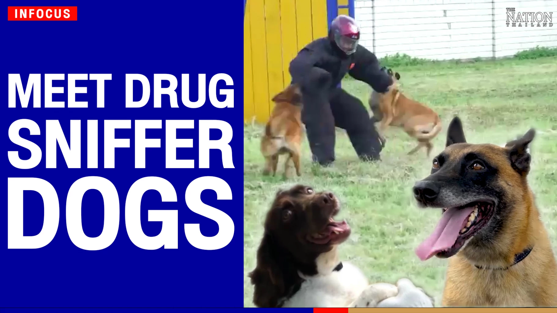 Meet Drug Sniffer Dogs The Nation Meet Drug Sniffer Dogs The Nation