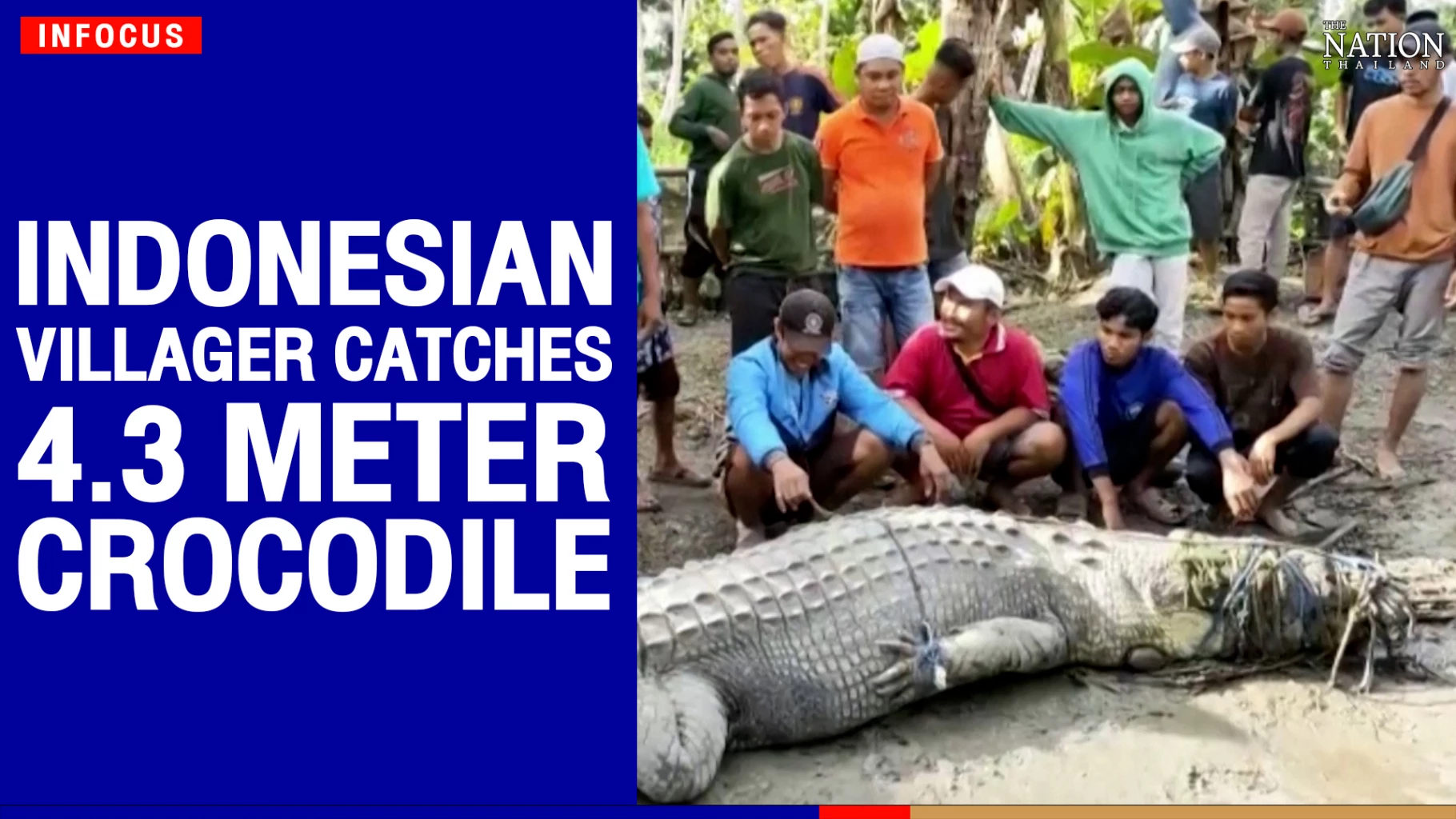 catches 4.3 meter crocodile using a rope