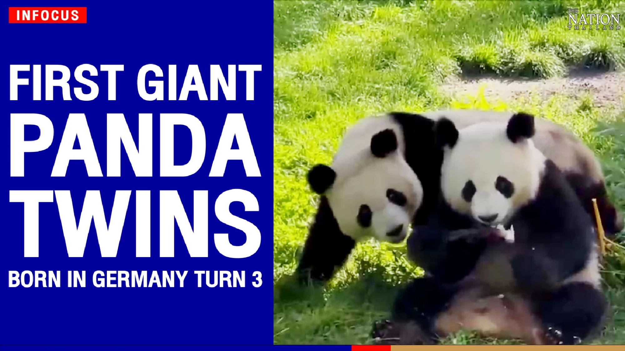 Chiang Mai Zoo bids farewell to giant panda Lin Hui, 21