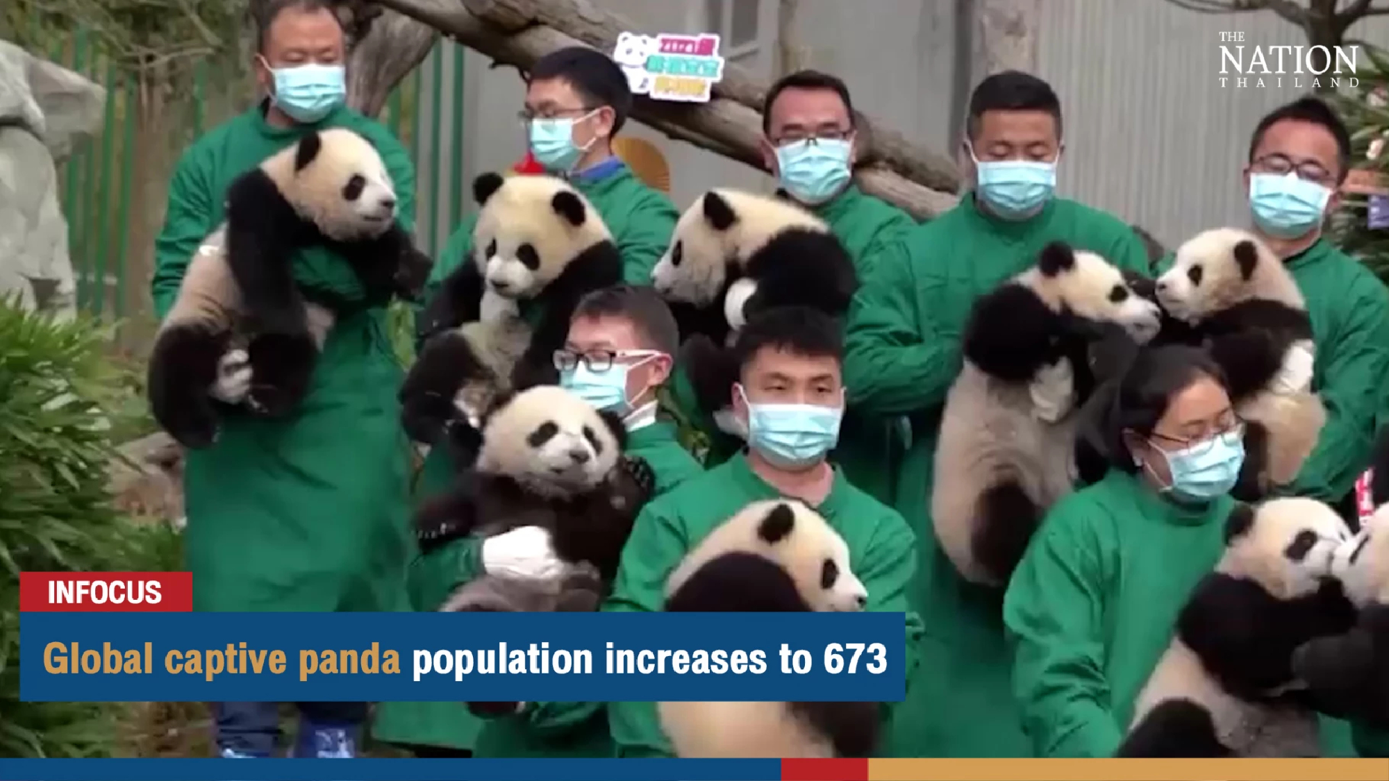 Chiang Mai Zoo bids farewell to giant panda Lin Hui, 21