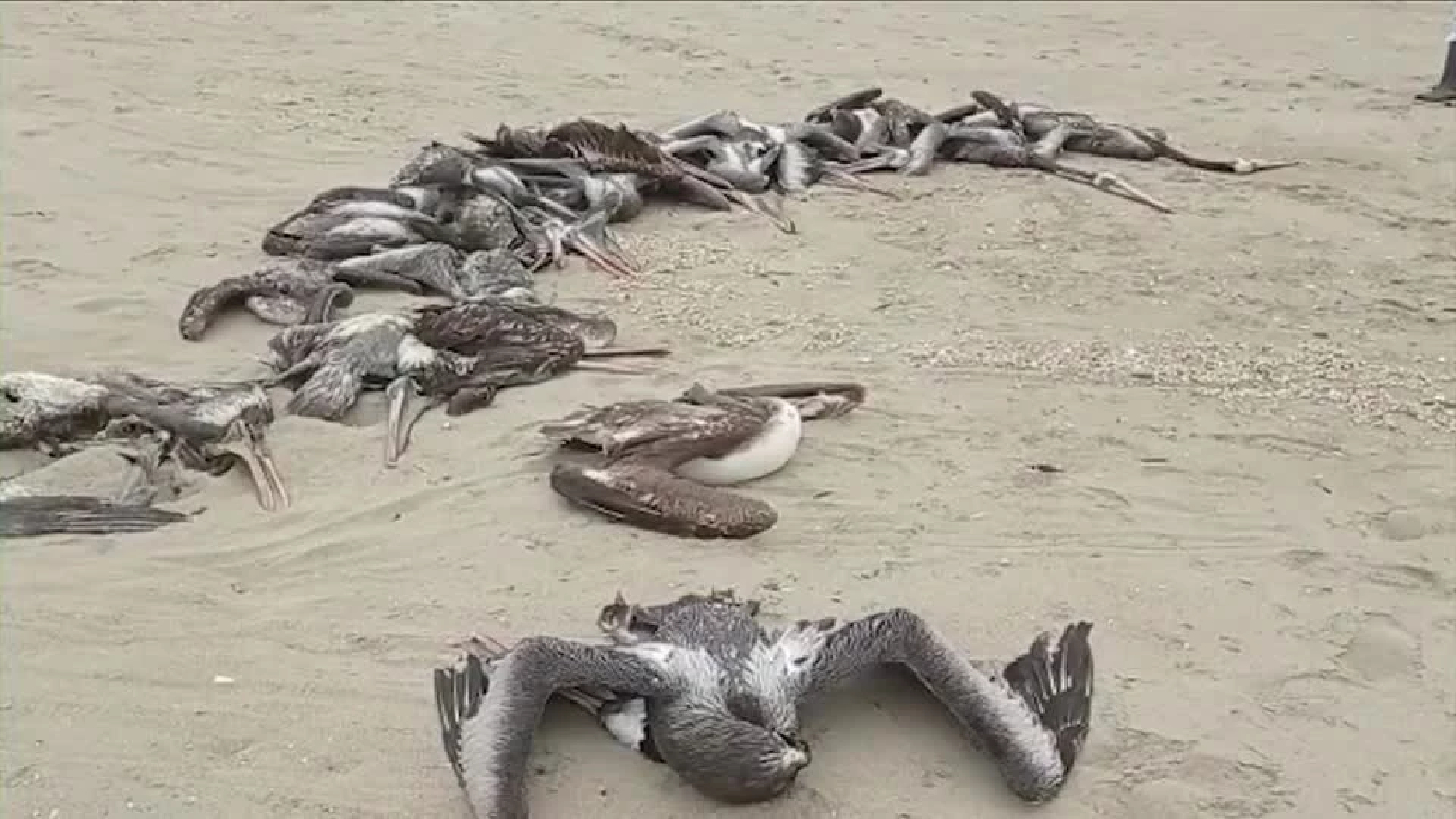 Thousands of pelicans die in Peru after bird flu outbreak
