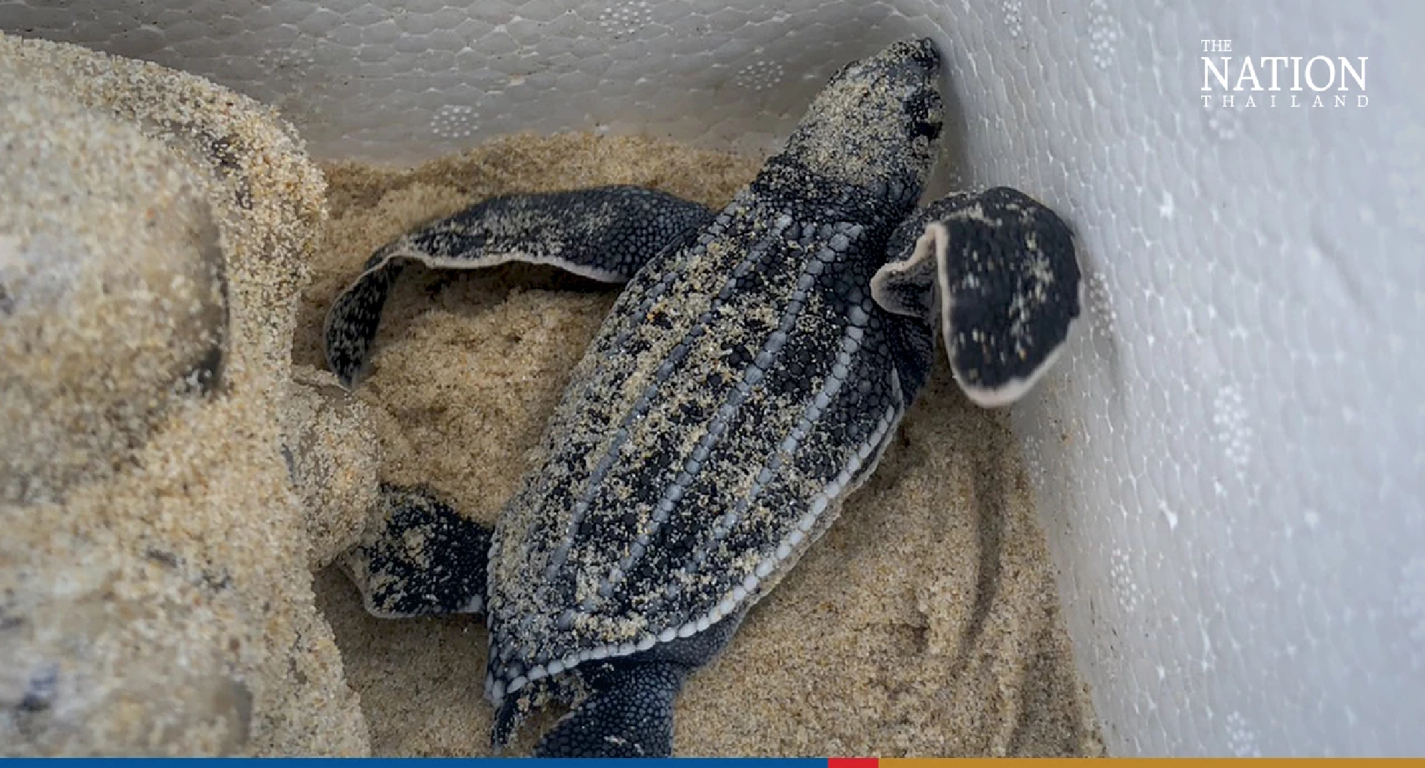 Fight for survival: 42 leatherback hatchlings make it to Andaman Sea